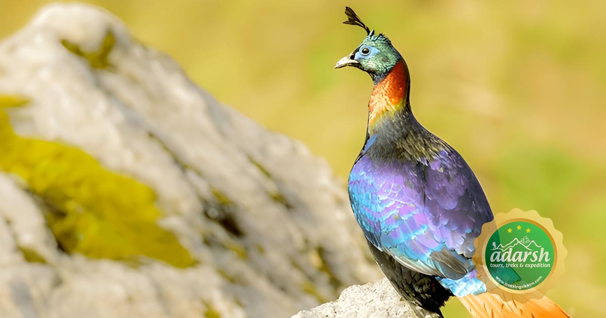 Bird Watching, Bird Watching tour in Sikkim - Adarsh Tours